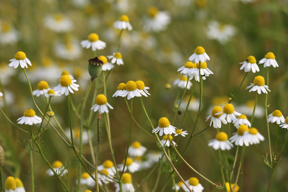 Matricaria Chamomilla Herbe Fleur - Photo gratuite sur Pixabay