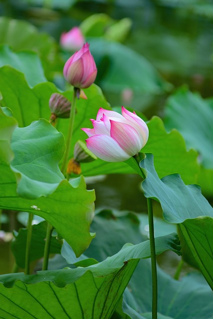 Bunga Teratai Daun-Daun Hijau - Foto gratis di Pixabay - Pixabay