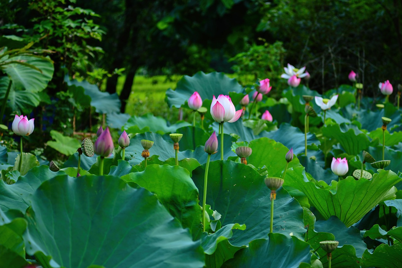 Fleur De Lotus Feuilles Vert - Photo gratuite sur Pixabay - Pixabay