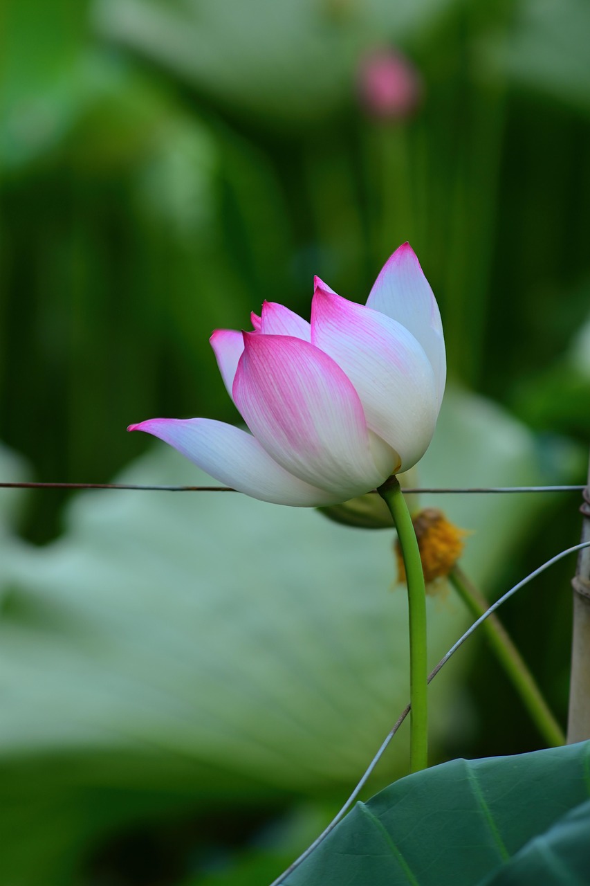 Fleur De Lotus Feuilles Vert - Photo gratuite sur Pixabay - Pixabay