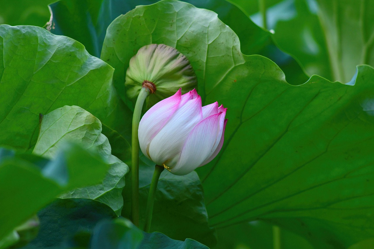 Fleur De Lotus Feuilles Vert - Photo gratuite sur Pixabay - Pixabay