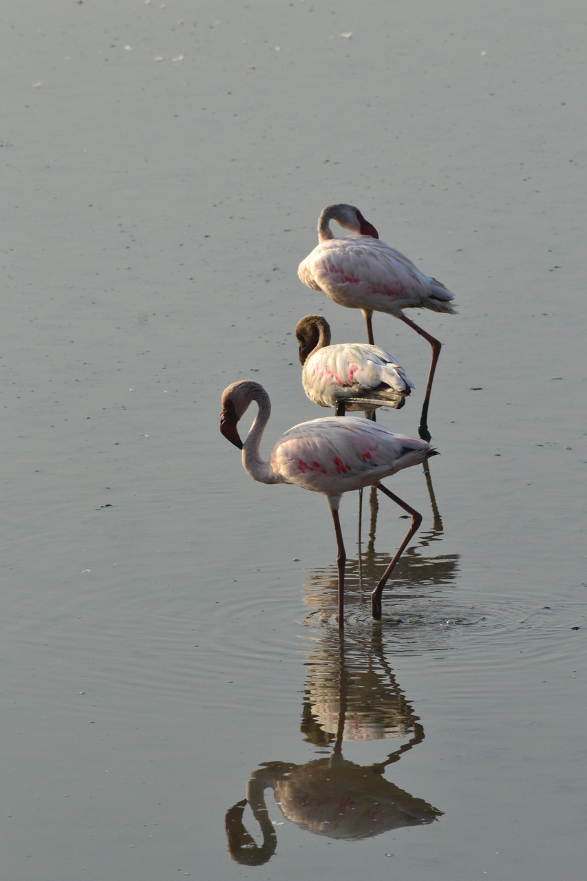 Flamingoes Migratory - Free photo on Pixabay - Pixabay