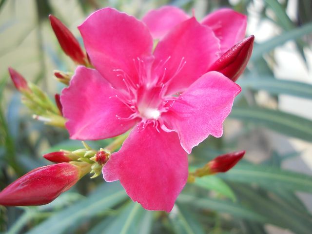 100+ Free Five Flowers & Flower Photos - Pixabay