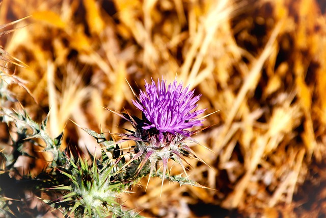 Cardo De Praia Plantar - Foto gratuita no Pixabay - Pixabay