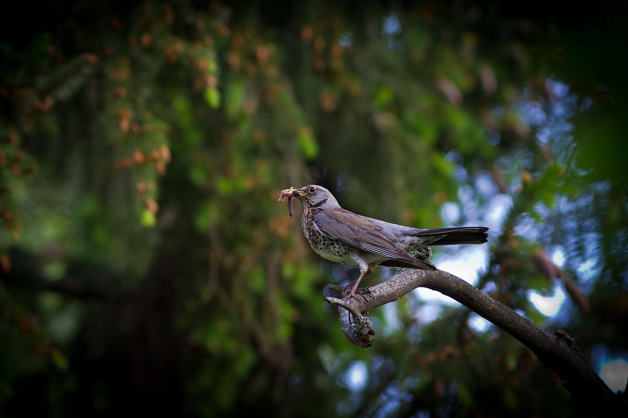 Fieldfare Bird Worm - Free photo on Pixabay