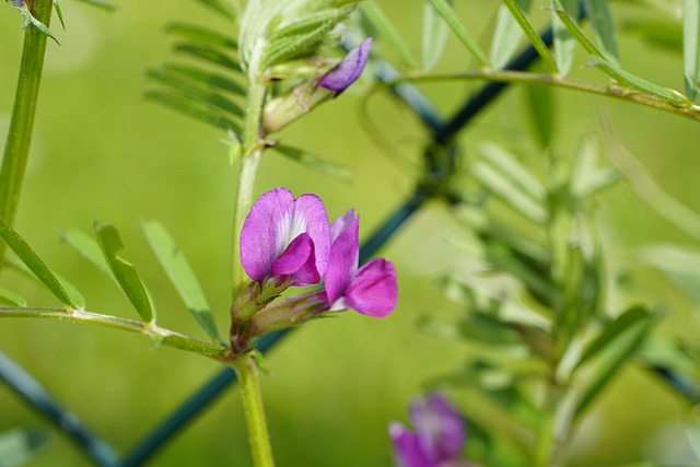 Lathyrus Printemps Pois Fleurs - Photo gratuite sur Pixabay - Pixabay