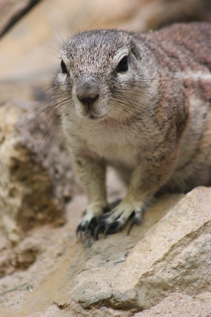 Gundi Animal Africa Comb - Free photo on Pixabay