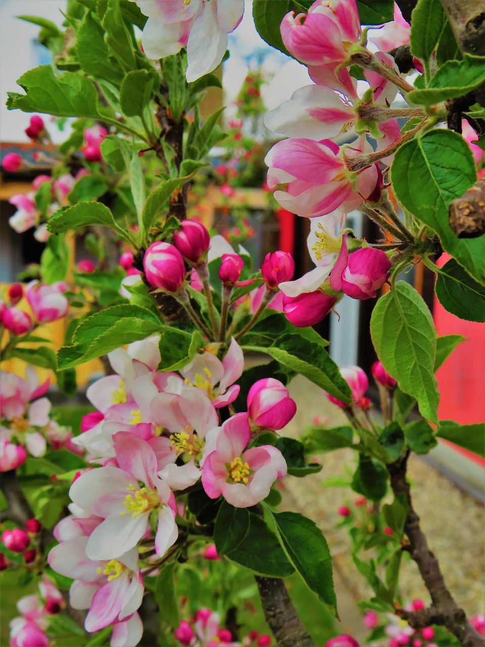 Bunga Sakura Bunga-Bunga Kebun - Foto gratis di Pixabay - Pixabay