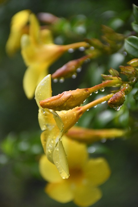 Carolina Jessamine Flower Dew - Free photo on Pixabay - Pixabay