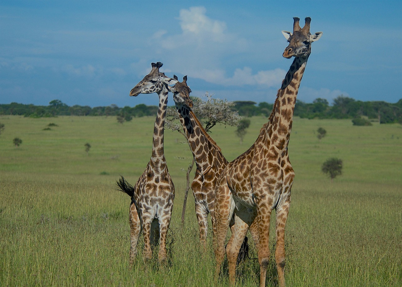 Giraffes Wild Animals Wilderness - Free photo on Pixabay - Pixabay