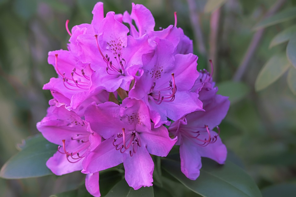 Rhododendron Flower Plant Pink - Free photo on Pixabay - Pixabay