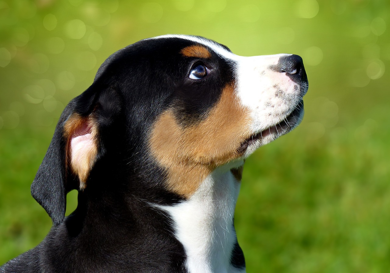 Sennenhund Dog Puppy - Free photo on Pixabay