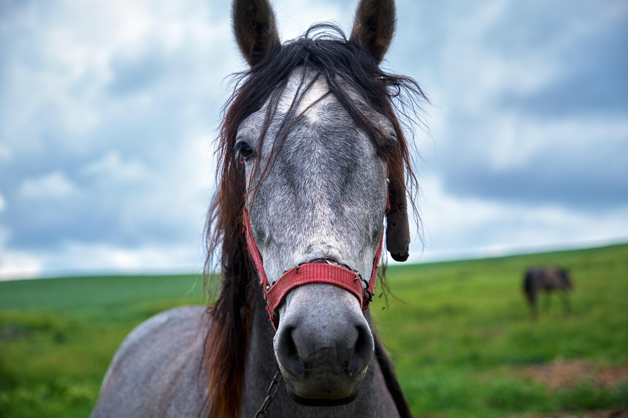 Horse Animal Head - Free photo on Pixabay - Pixabay