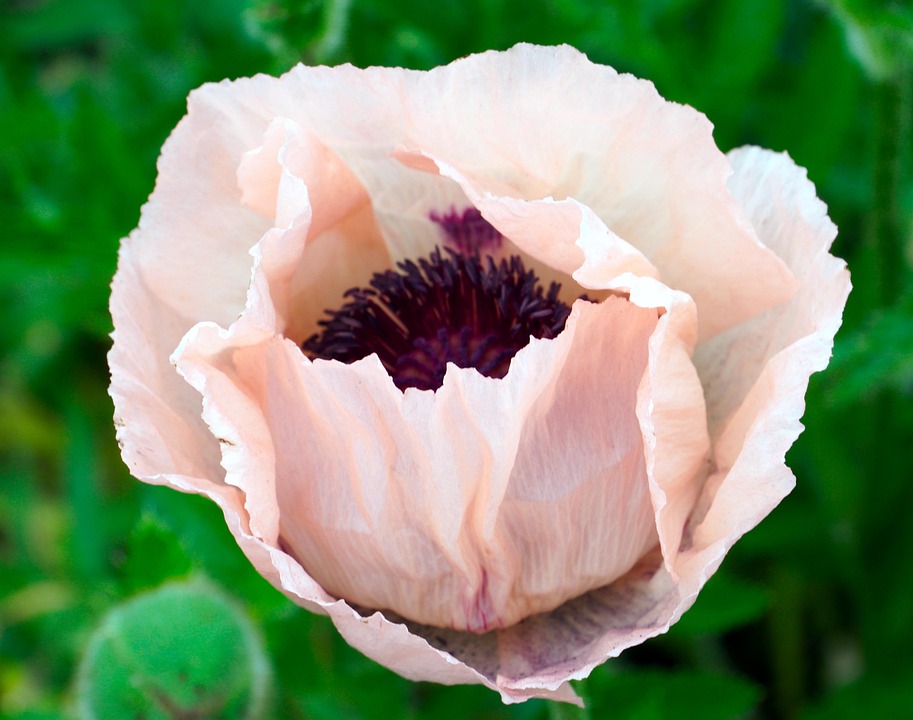 Opium Bunga Pink Poppy Merah - Foto gratis di Pixabay - Pixabay