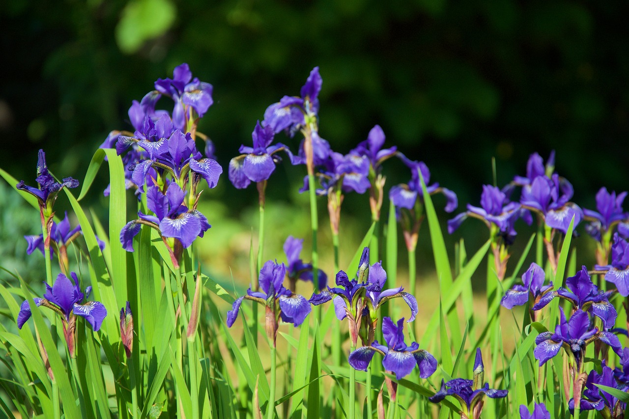 Garden Irises Flowers - Free photo on Pixabay