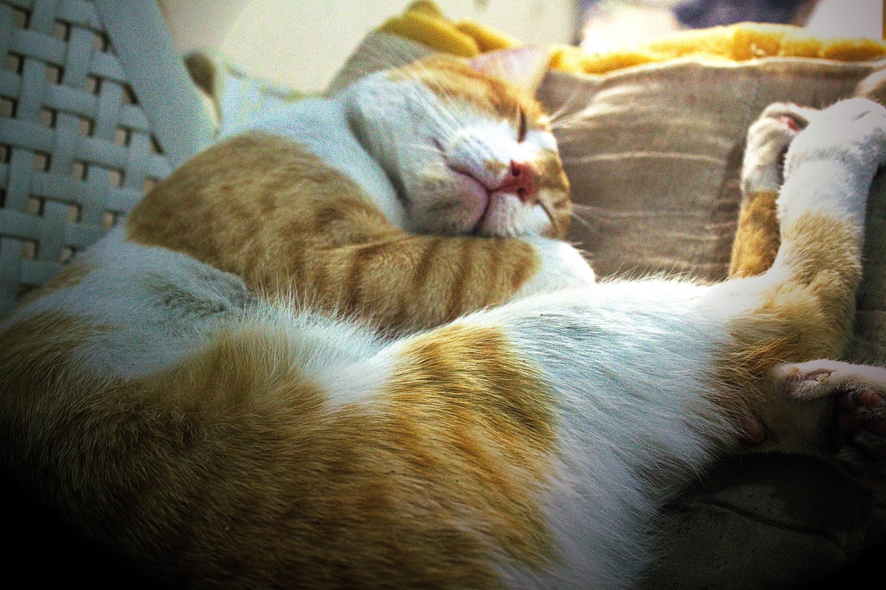 Gato Dormindo - Photo gratuite sur Pixabay - Pixabay