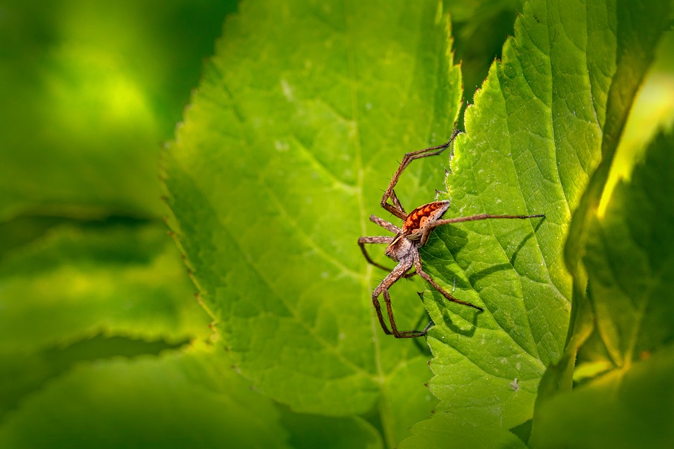 Spider Arachnid Animal - Free photo on Pixabay