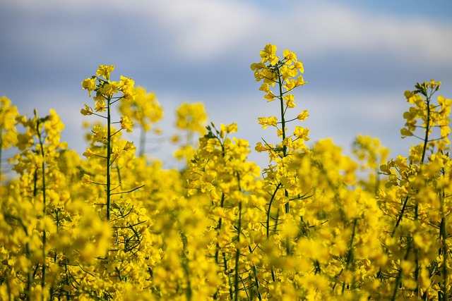 200+ kostnadsfria bilder med Rapsfält och Natur - Pixabay