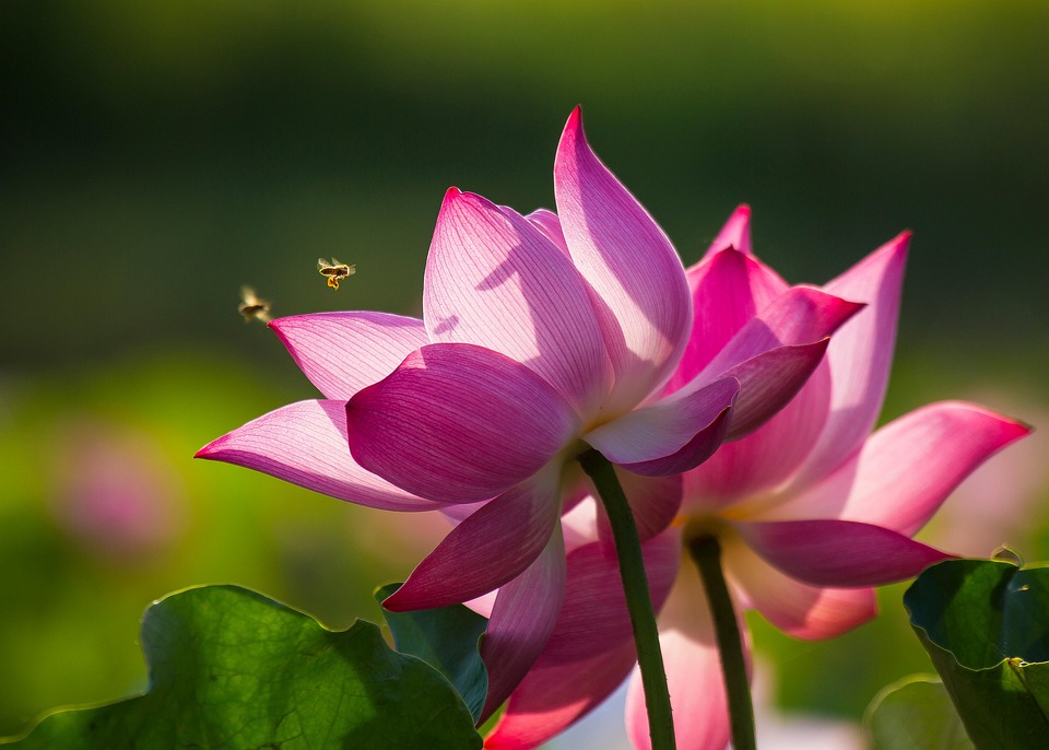 Bee Lotus May Flower Season - Free photo on Pixabay