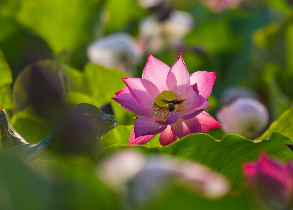 Bee Lotus May Flower Season - Free photo on Pixabay - Pixabay