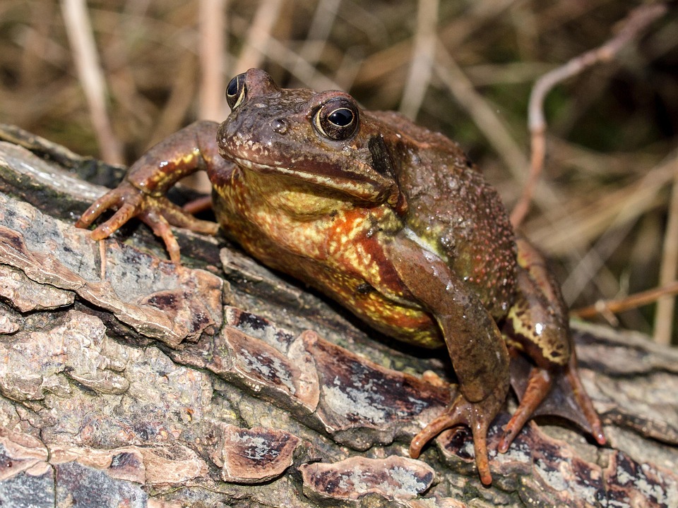 Grenouille Rousse La Photo Gratuite Sur Pixabay