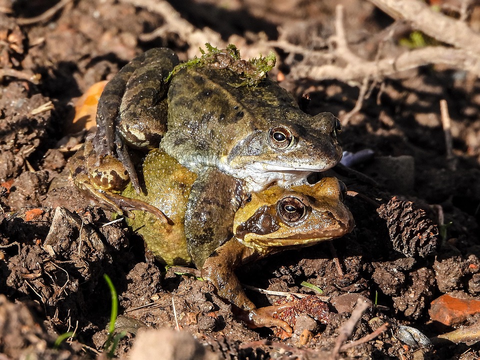 Common Frog Amphibians - Free photo on Pixabay