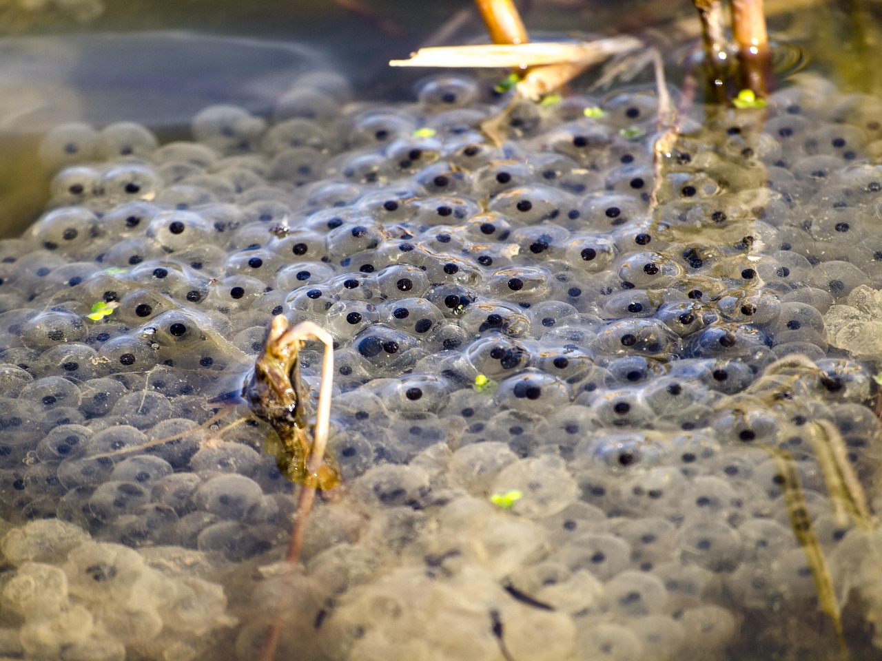 Frayer Amphibiens La - Photo gratuite sur Pixabay