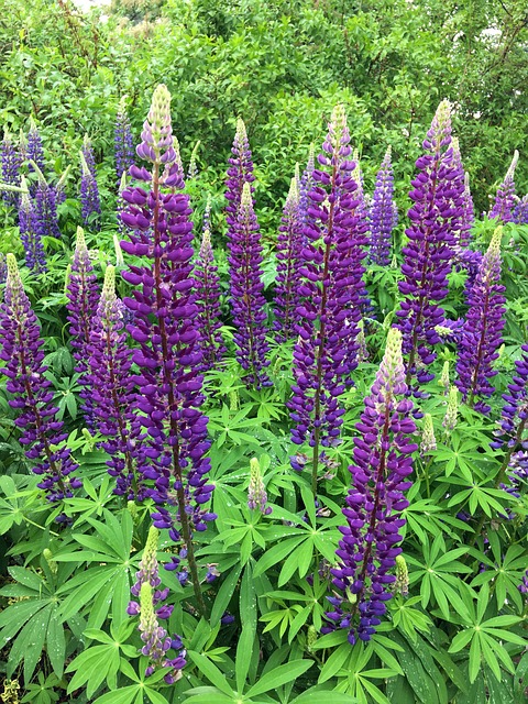 Larkspur Plant Flower - Free photo on Pixabay - Pixabay
