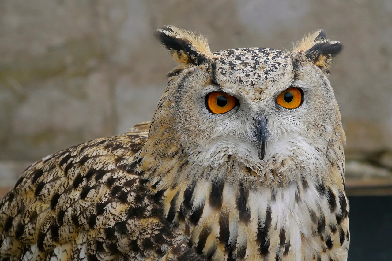 Owl Eagle-Owl Animal - Free photo on Pixabay - Pixabay