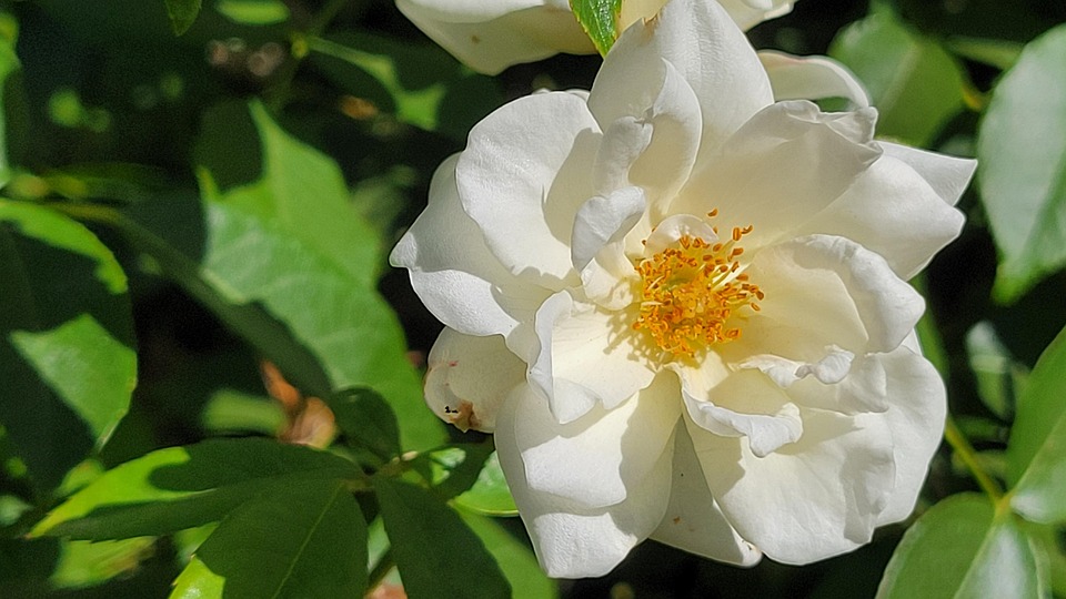 Rosa Mawar Bunga - Foto gratis di Pixabay - Pixabay