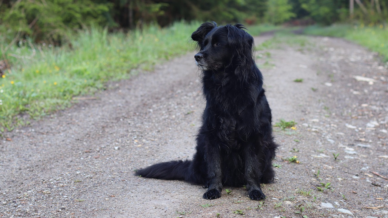 Cachorro Preto Bicho De Estimação - Foto gratuita no Pixabay