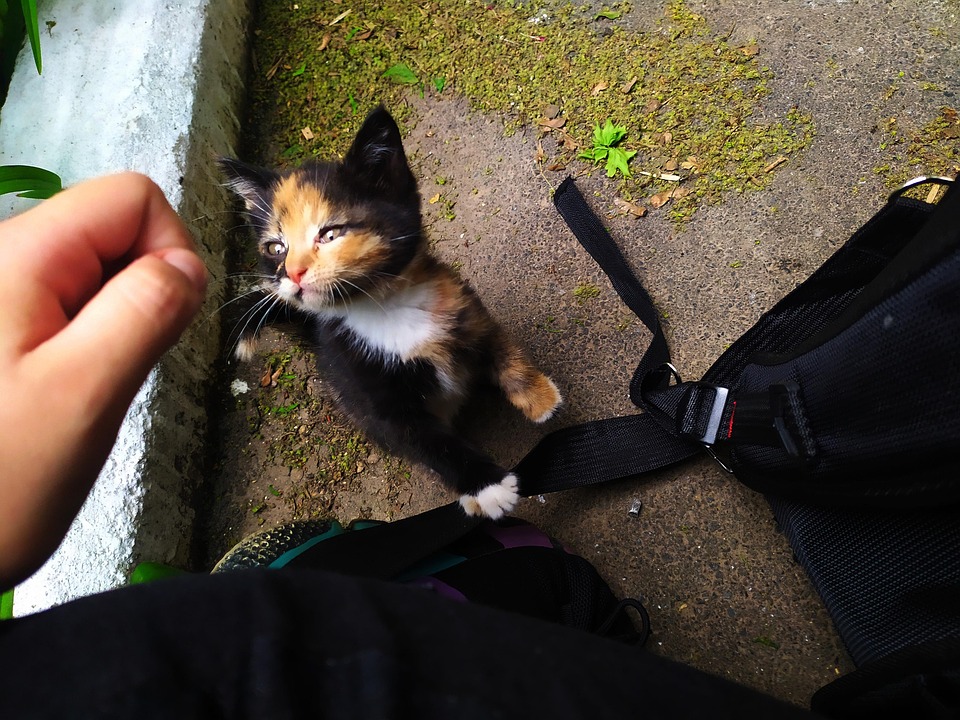 Kitty Chaton Mignon Petit - Photo gratuite sur Pixabay - Pixabay