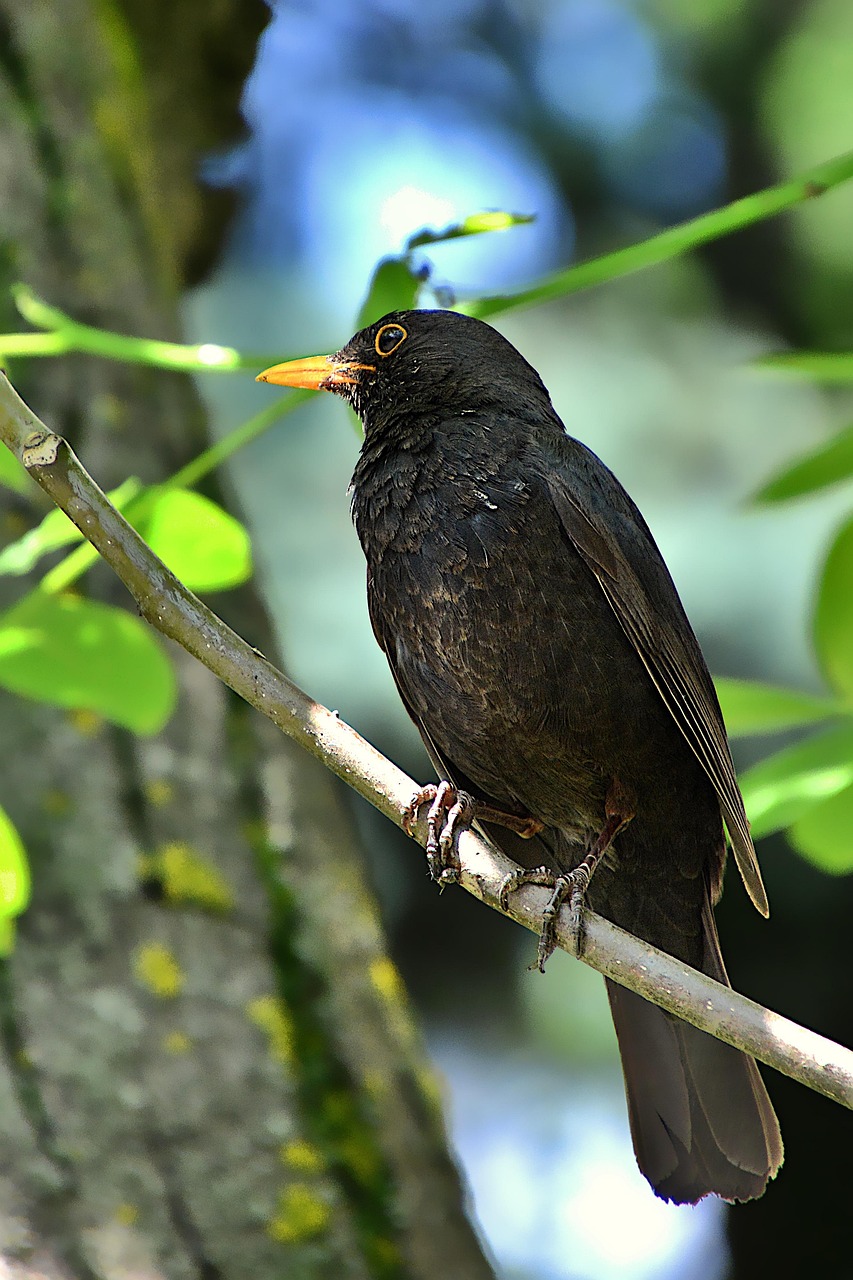 Blackbird Thrush Bird - Free photo on Pixabay