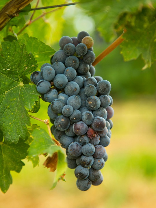 Uva Vin Cacho - Photo gratuite sur Pixabay - Pixabay