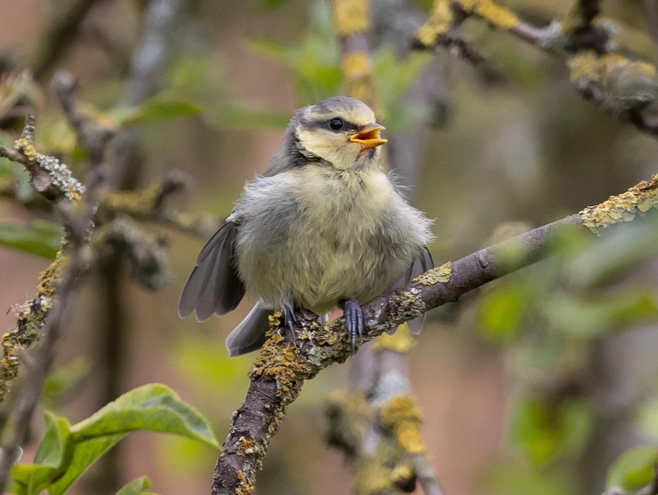 Blue Tit Fledgling Bird - Free photo on Pixabay - Pixabay