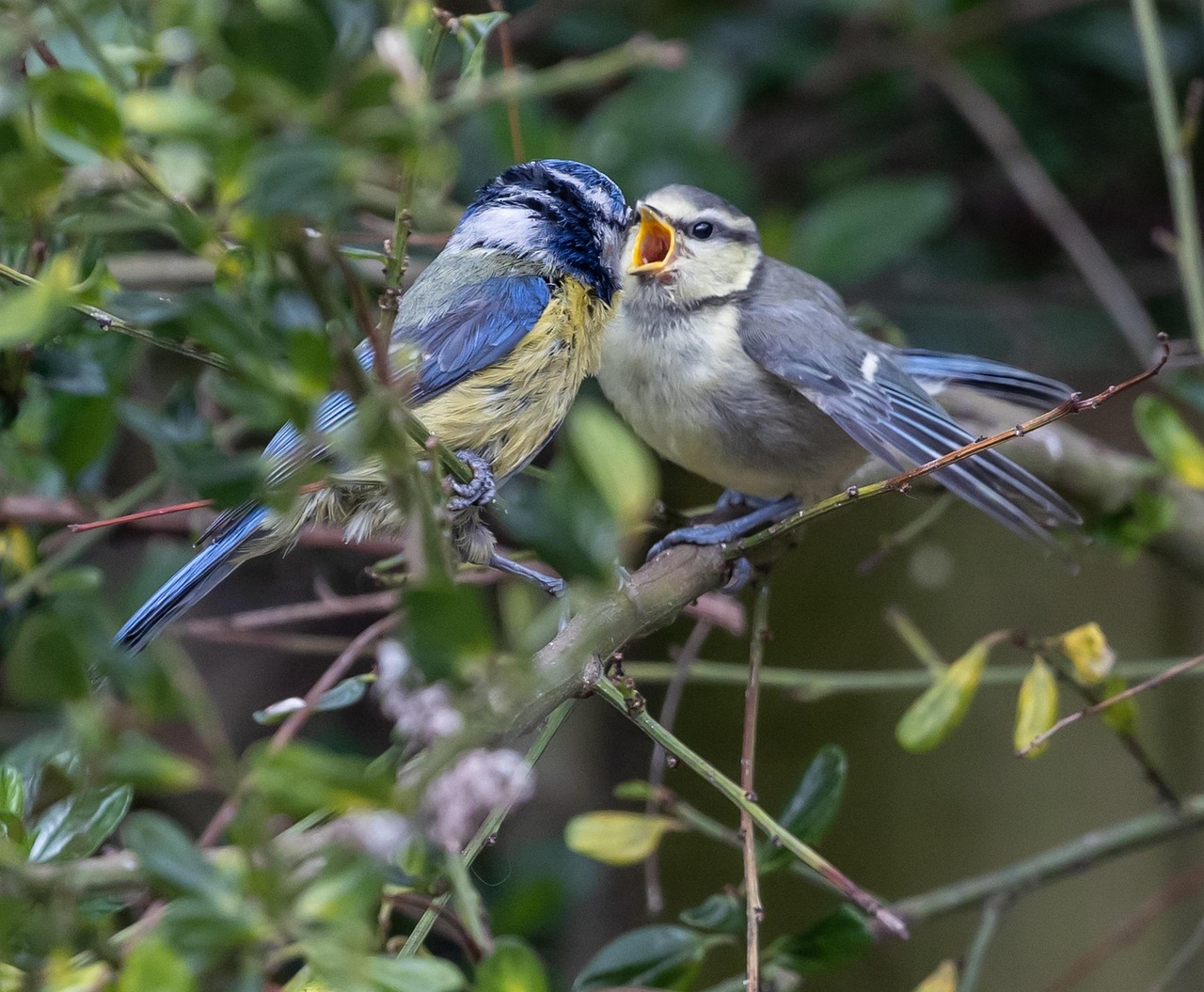 Blue Tit Birds Fledgling - Free photo on Pixabay