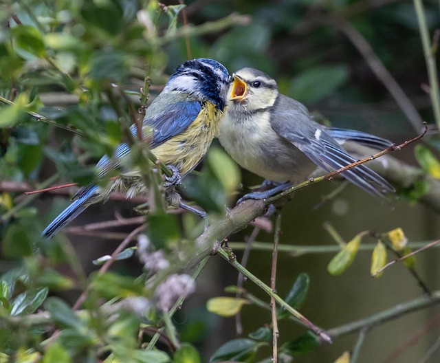 Blue Tit Birds Fledgling - Free photo on Pixabay