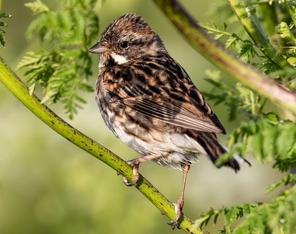 200+ Free Bunting & Bird Images - Pixabay
