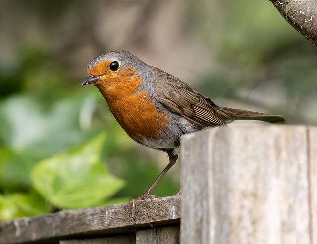 Rouge-Gorge Oiseau Animal - Photo gratuite sur Pixabay - Pixabay