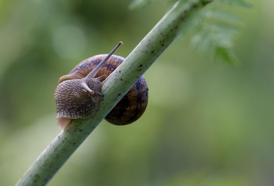 Snail Animal Stem - Free photo on Pixabay