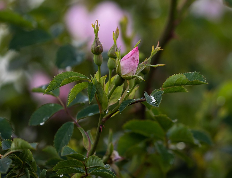 Rose Blume Pinke - Kostenloses Foto auf Pixabay - Pixabay