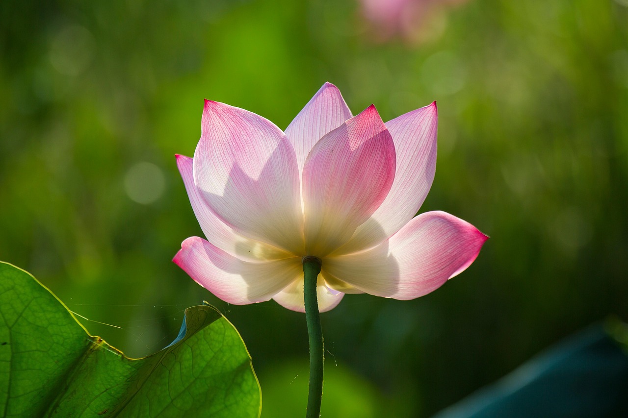 Lotus Flower Pink - Free photo on Pixabay