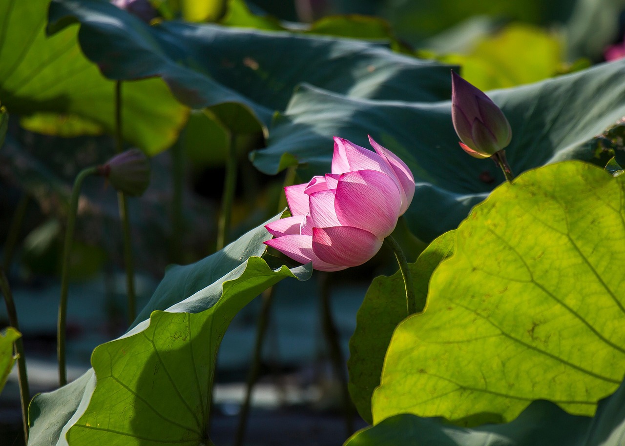 Lotus May Flower Season Brilliant - Free photo on Pixabay