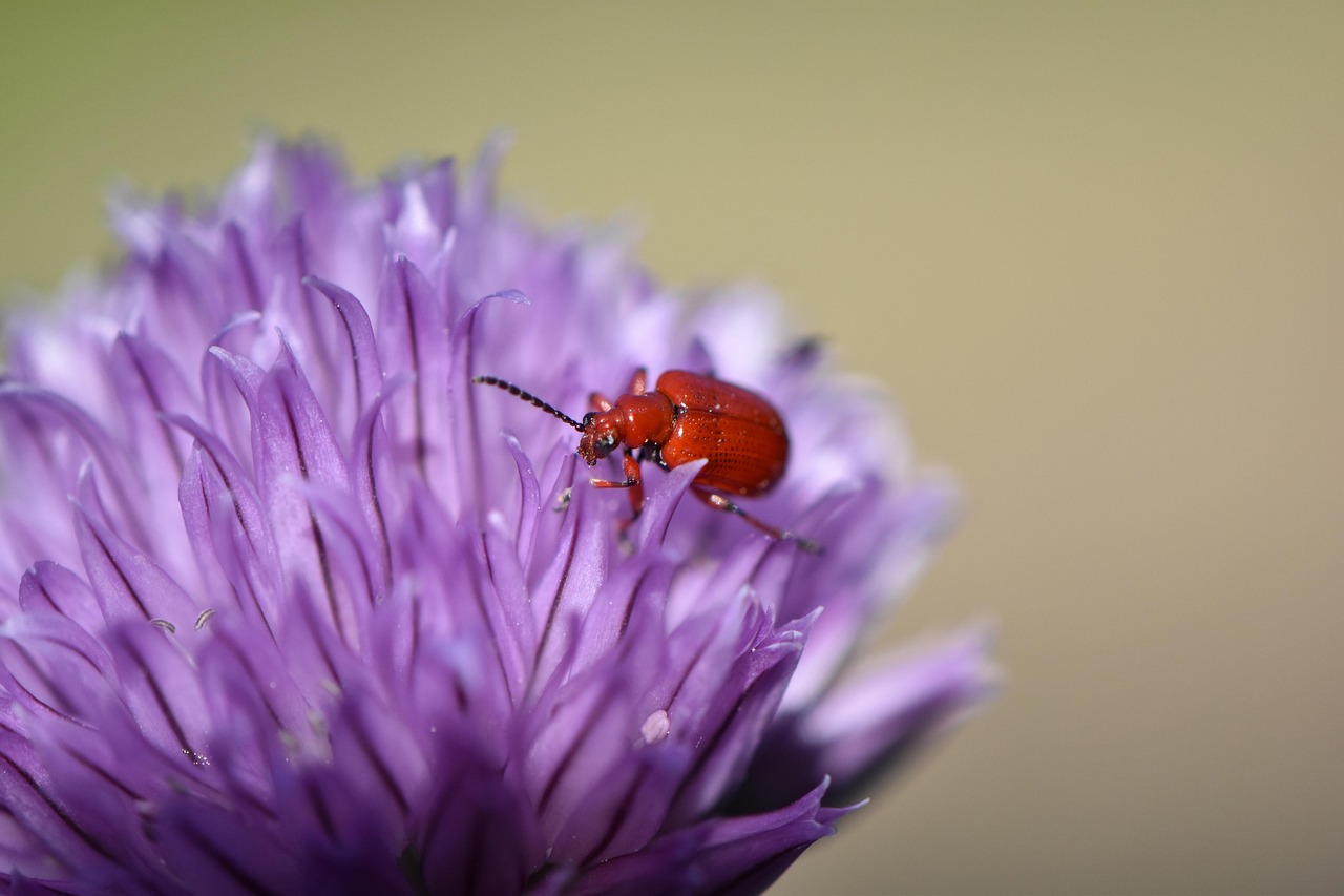 Bug Insect Allium Free Photo On Pixabay Pixabay