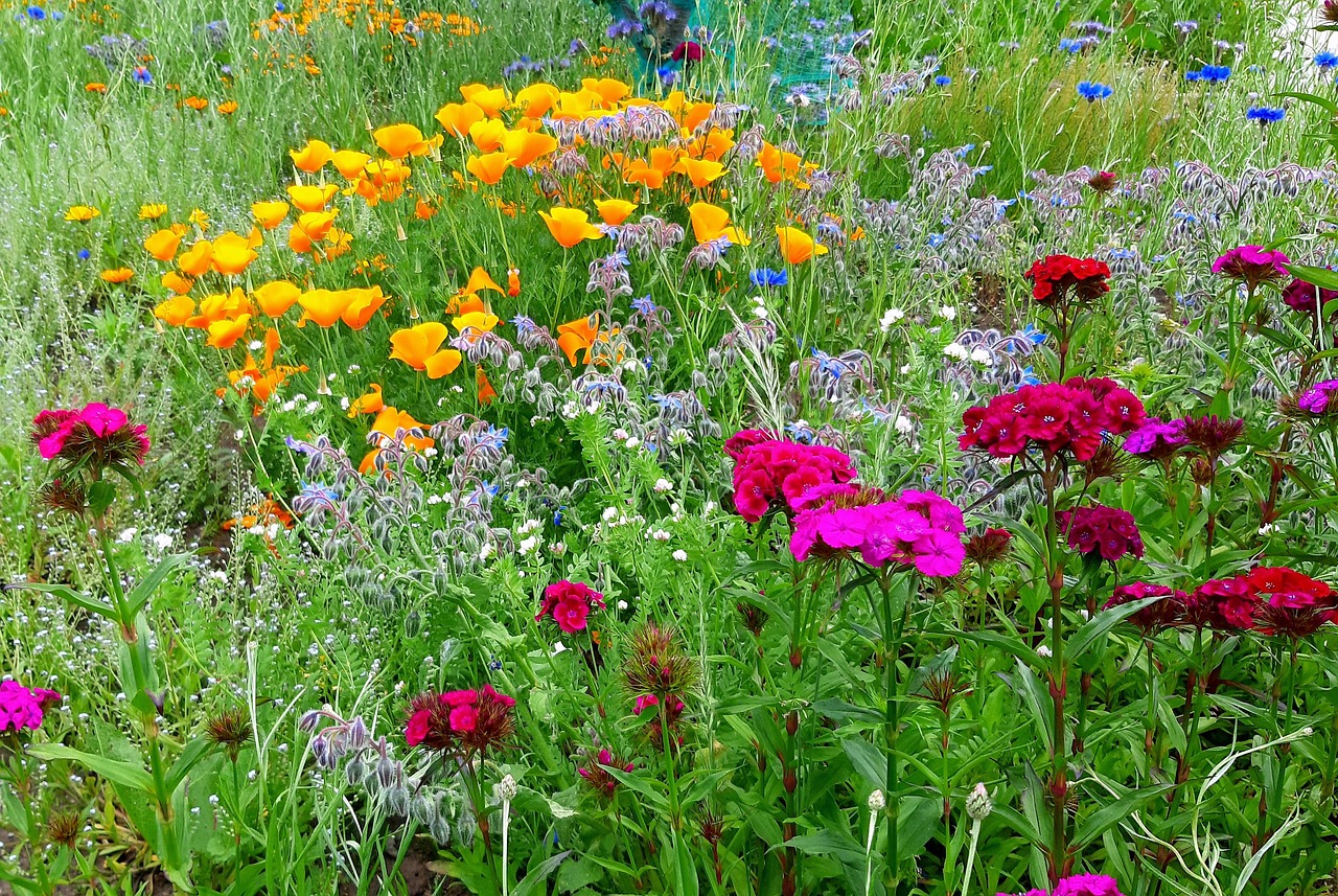Bunga Padang Rumput Opium Mekar - Foto gratis di Pixabay - Pixabay