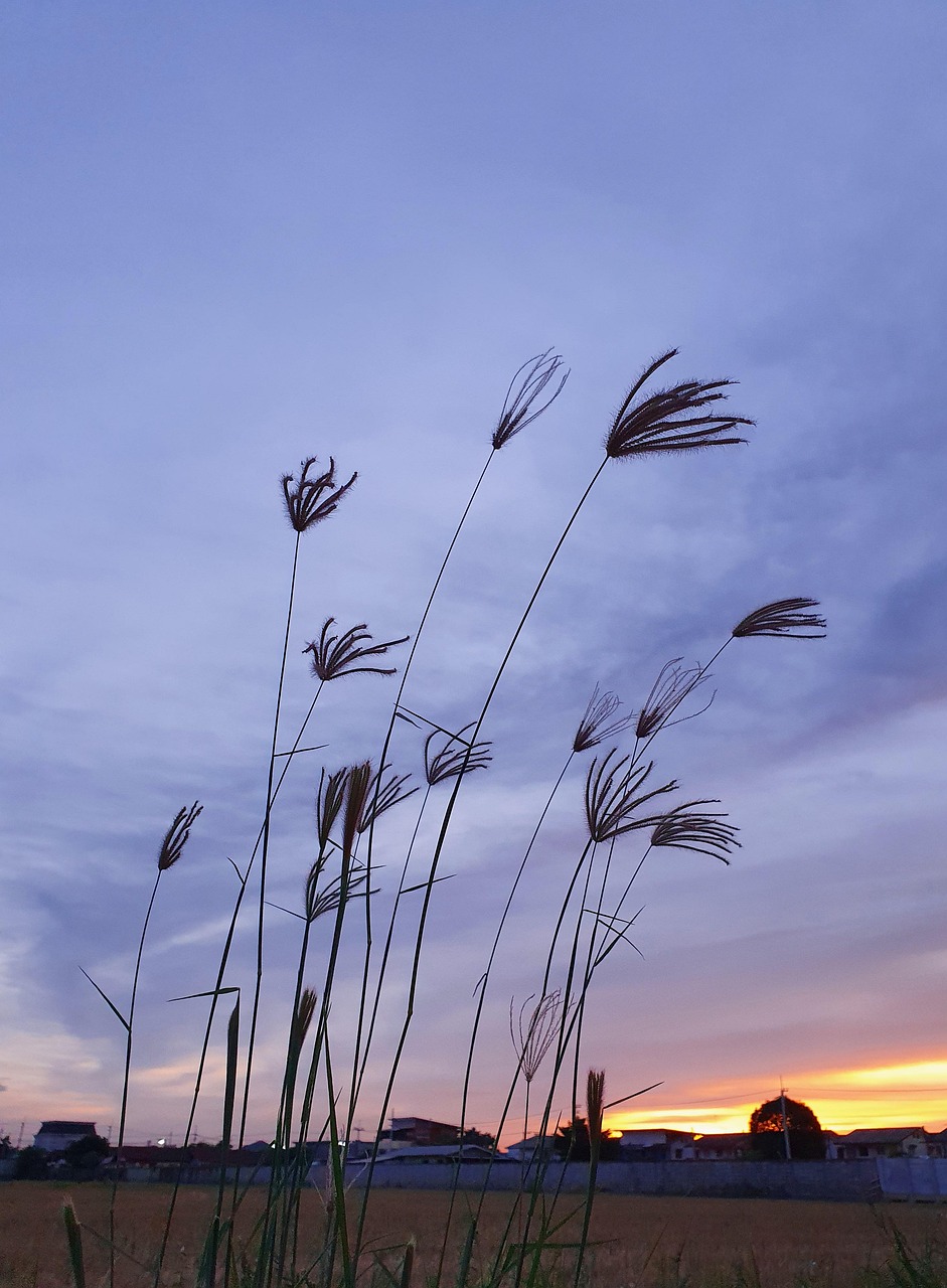Dark Twilight Field Free Photo On Pixabay Pixabay