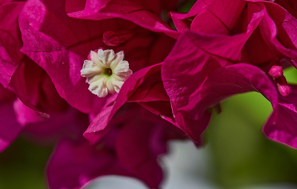 Bougainvillea Flowers Pink Free Photo On Pixabay Pixabay