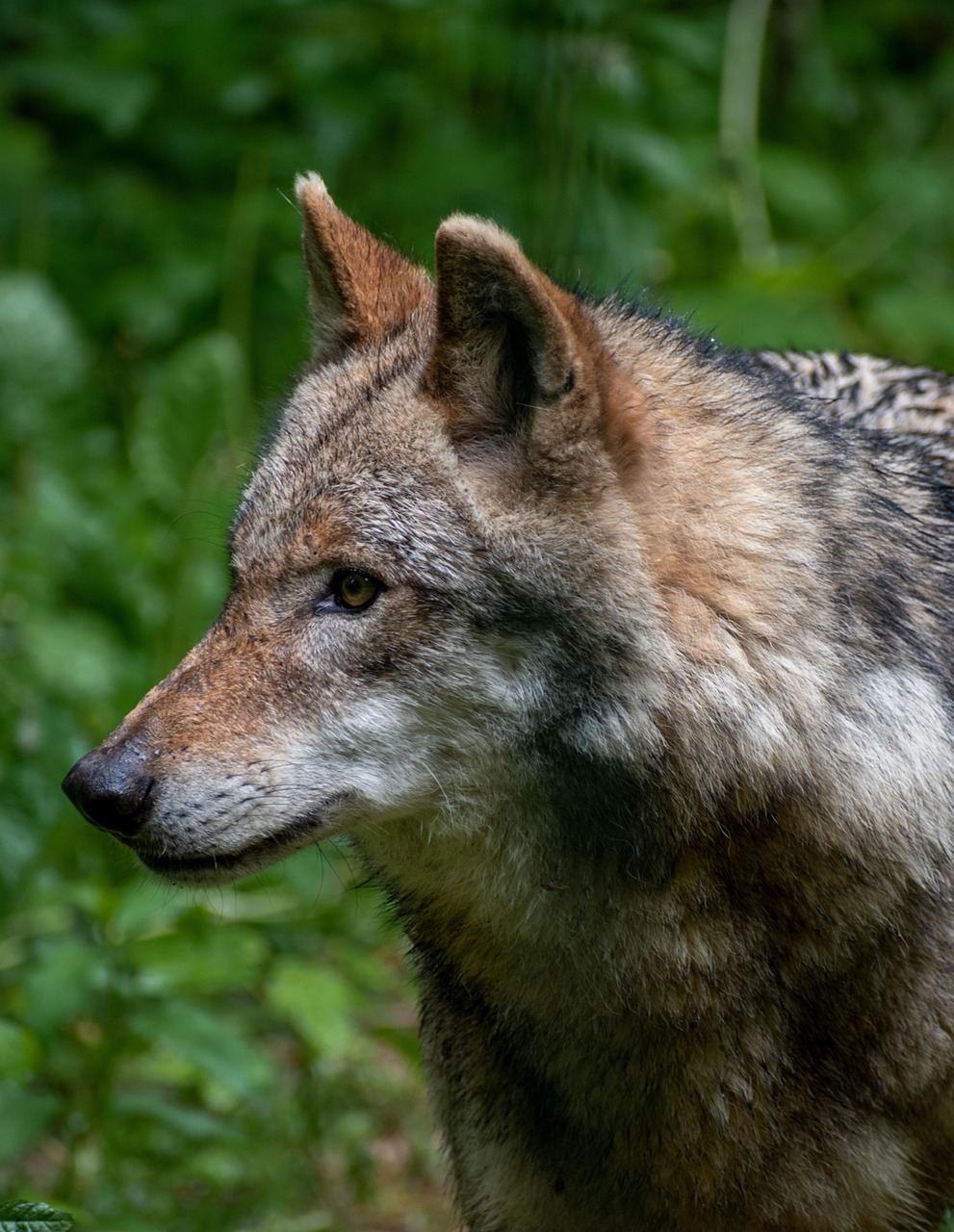 20,000+ Free Wolf Head & Wolf Images - Pixabay
