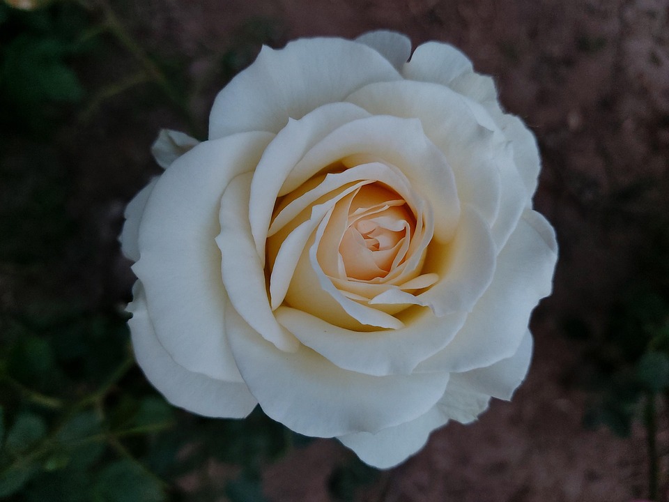 Rose Blanche Fleur - Photo gratuite sur Pixabay - Pixabay