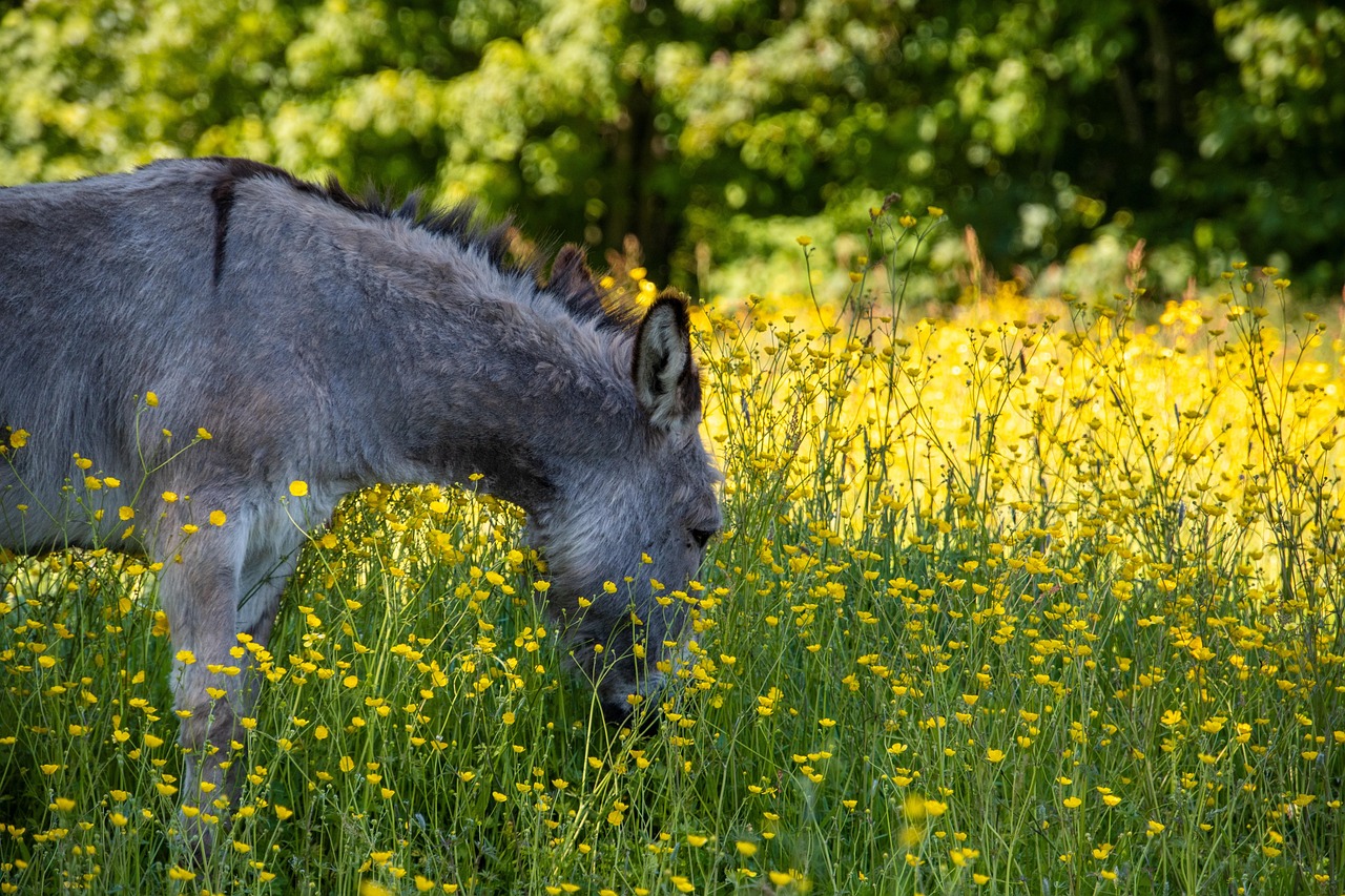 100+ Free Donkey Portrait & Donkey Images - Pixabay